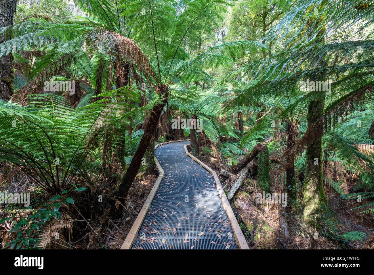 Rainforest boardwalk through spectacular Wirrawilla cool temperate ...