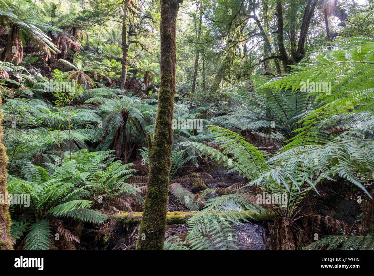 Rainforest boardwalk through spectacular Wirrawilla cool temperate ...