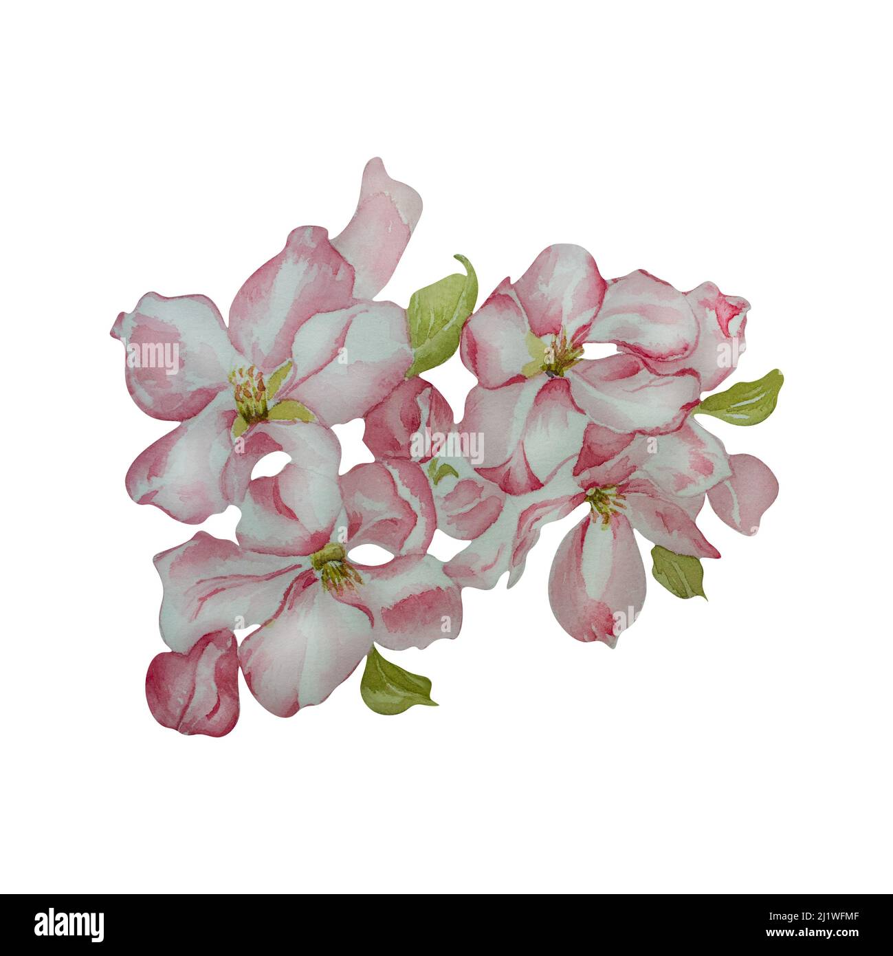 Spring cherry, apple blooming flowers watercolor illustration on white ...
