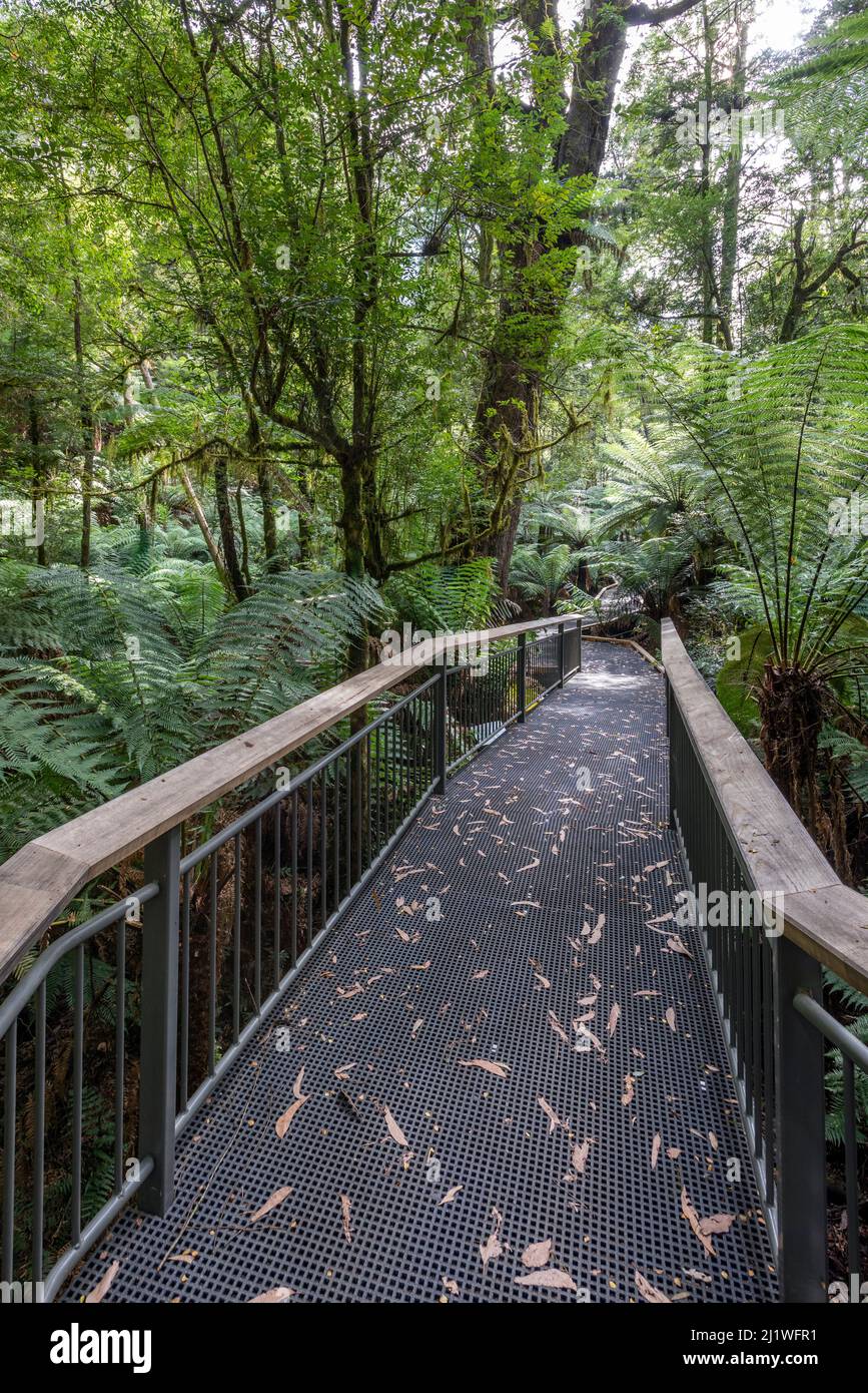 Rainforest boardwalk through spectacular Wirrawilla cool temperate ...
