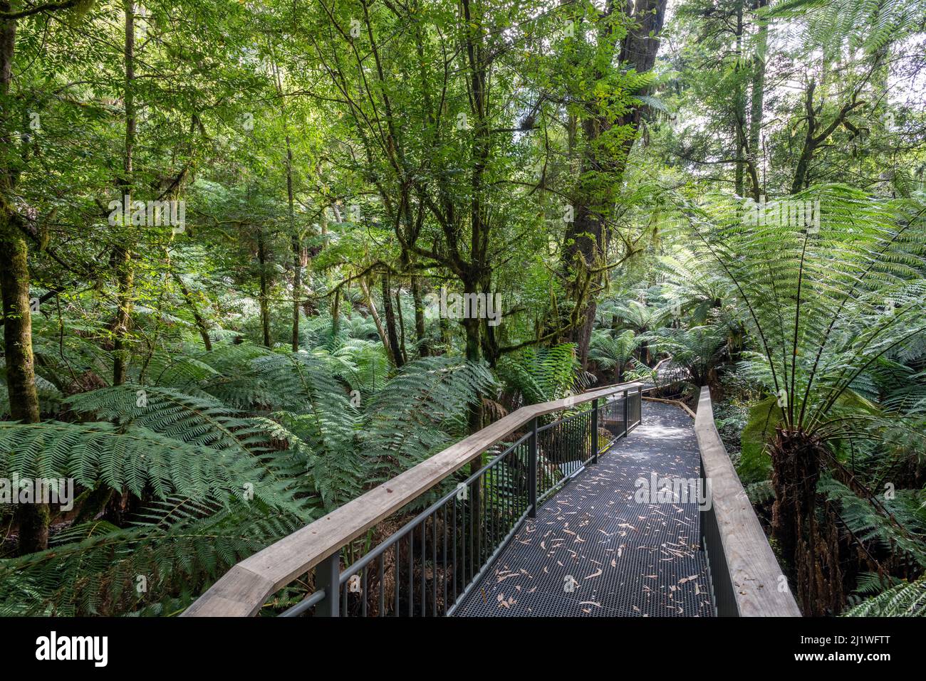 Sassafras victoria hi-res stock photography and images - Alamy