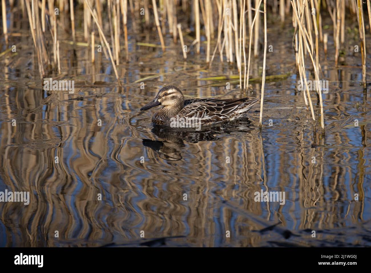 Garganey female duck hi-res stock photography and images - Alamy
