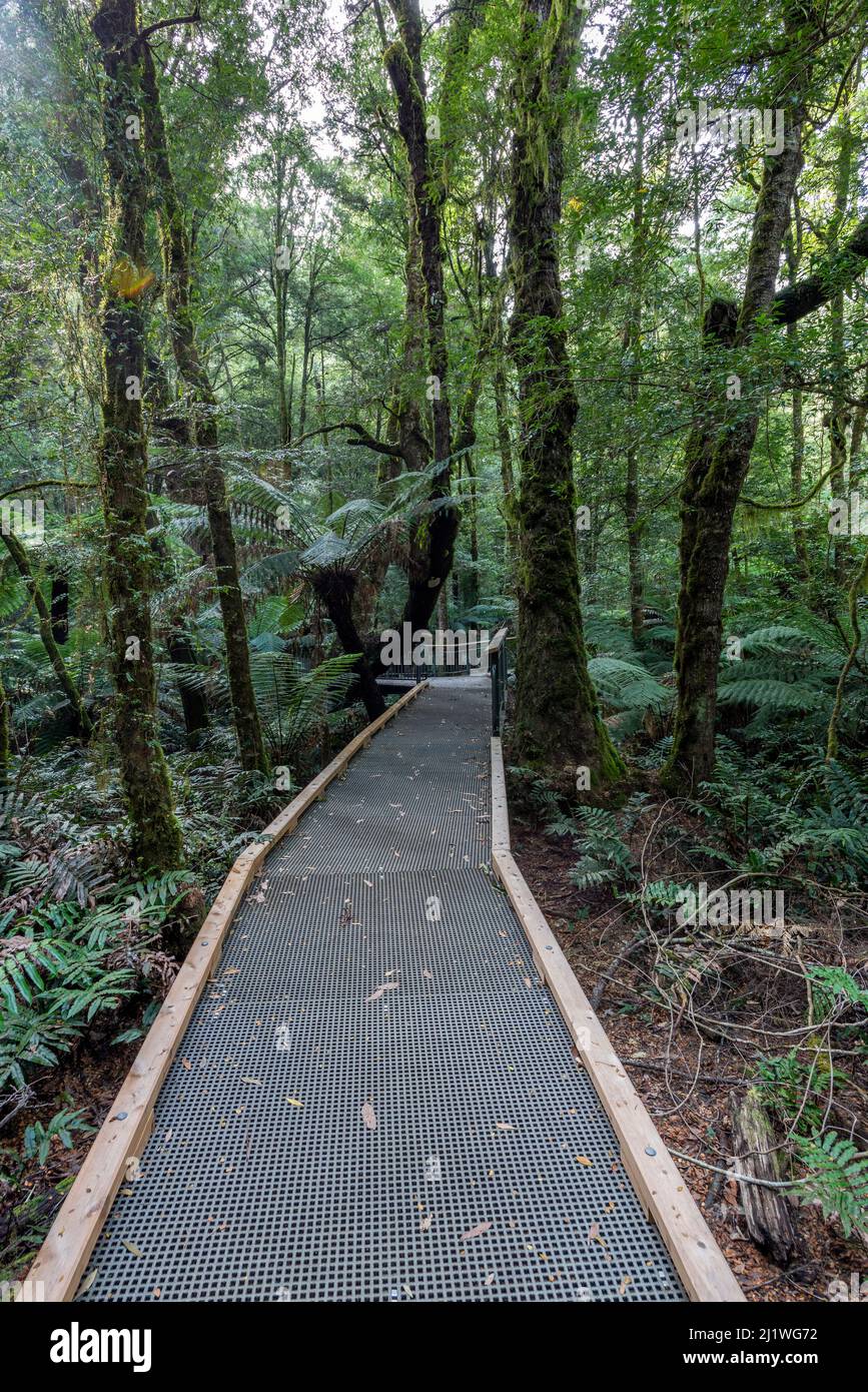 Rainforest boardwalk through spectacular Wirrawilla cool temperate ...