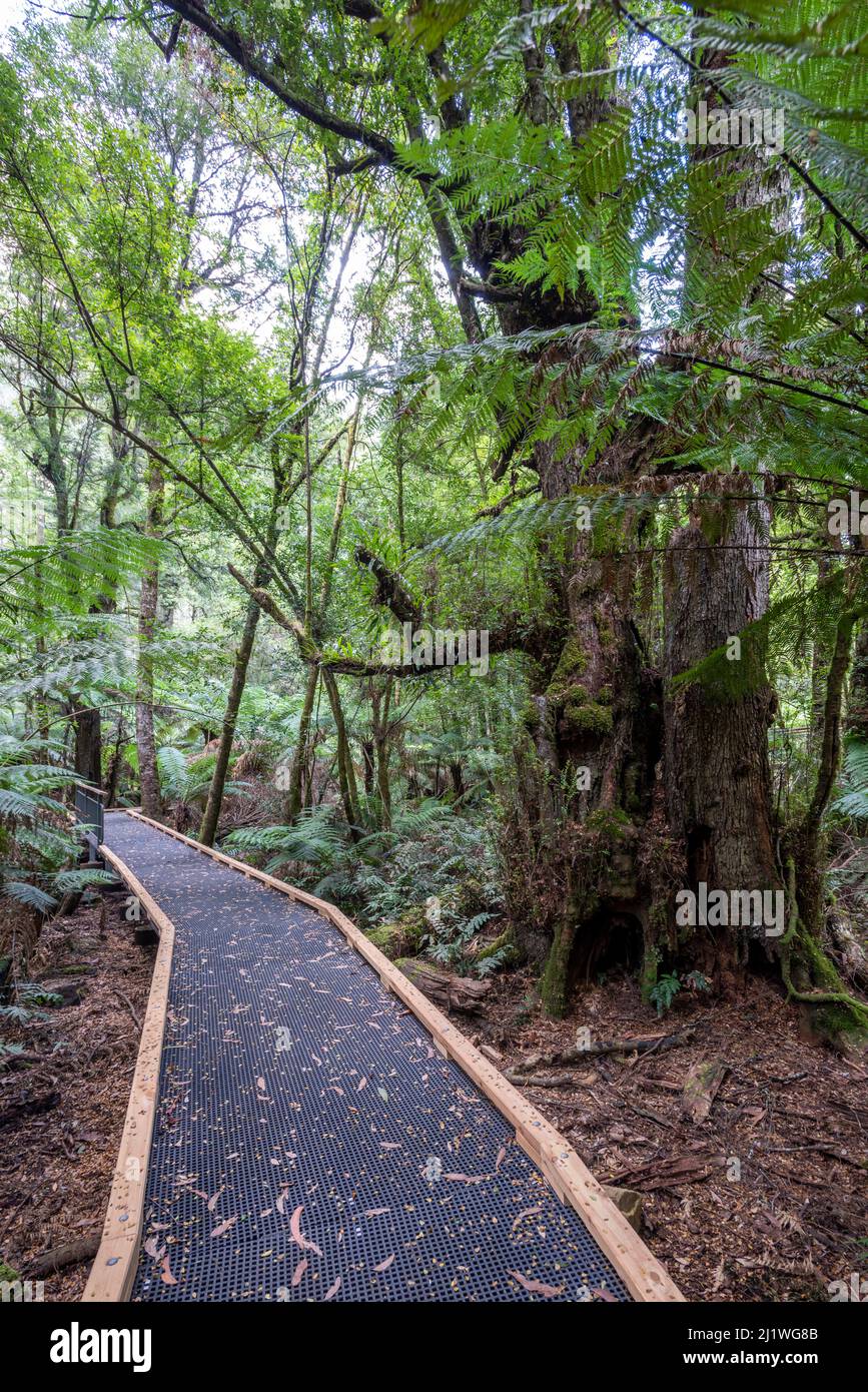 Rainforest boardwalk through spectacular Wirrawilla cool temperate ...