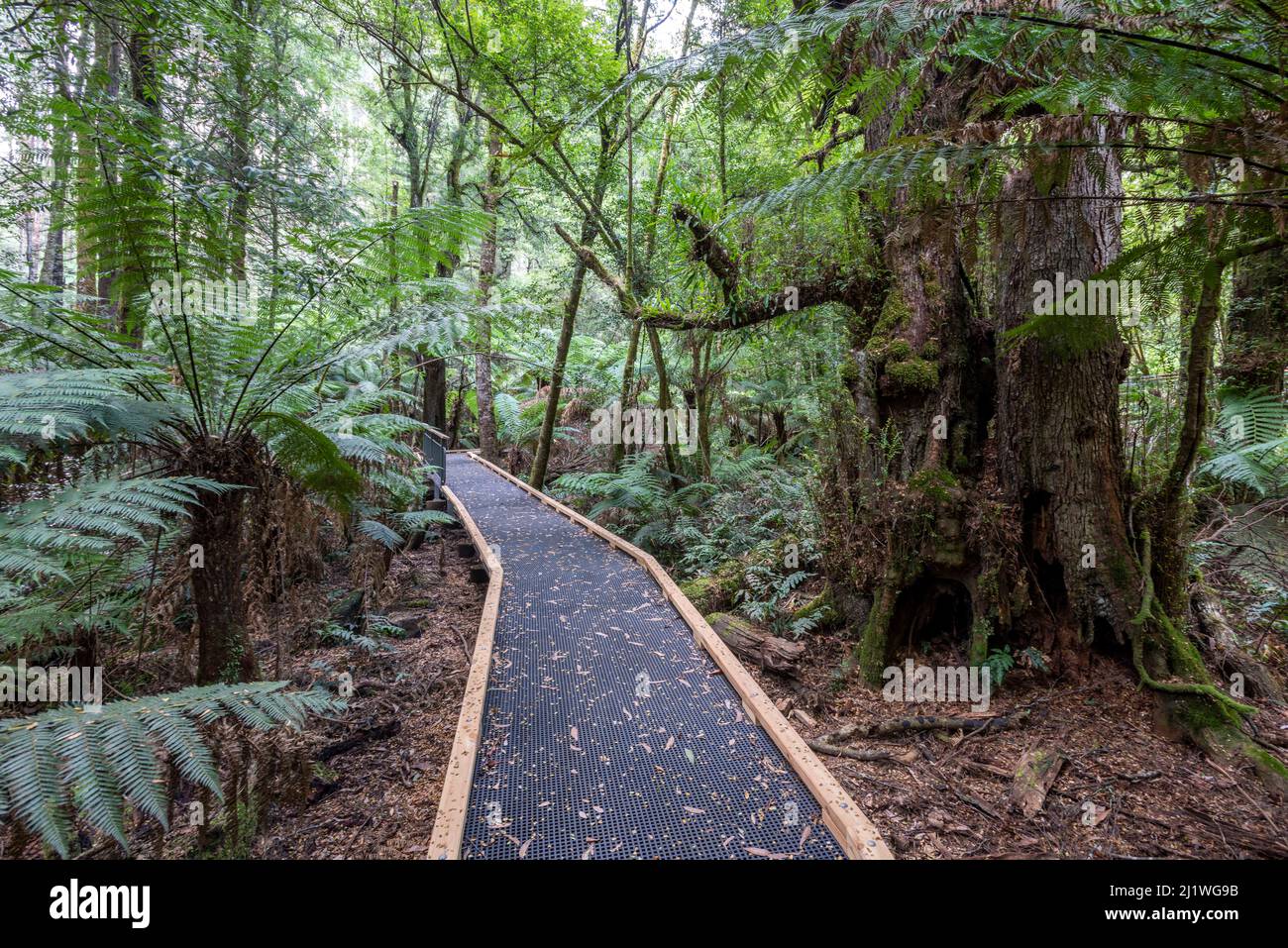 Rainforest boardwalk through spectacular Wirrawilla cool temperate ...