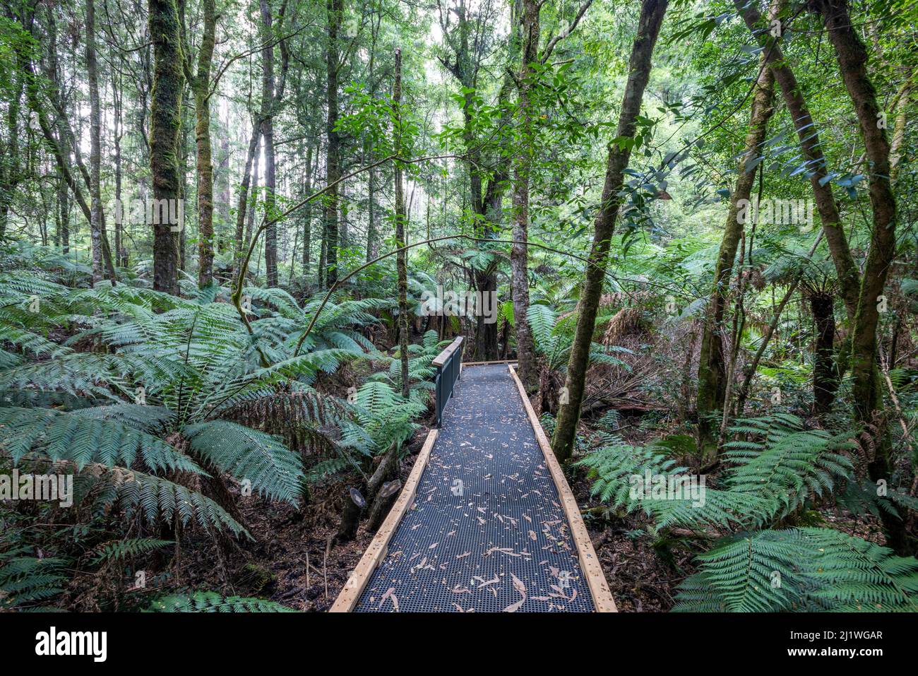 Rainforest boardwalk through spectacular Wirrawilla cool temperate ...