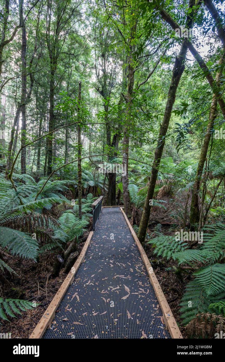 Rainforest boardwalk through spectacular Wirrawilla cool temperate ...
