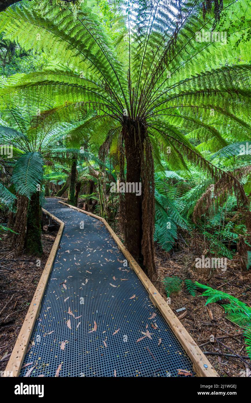 Rainforest boardwalk through spectacular Wirrawilla cool temperate ...