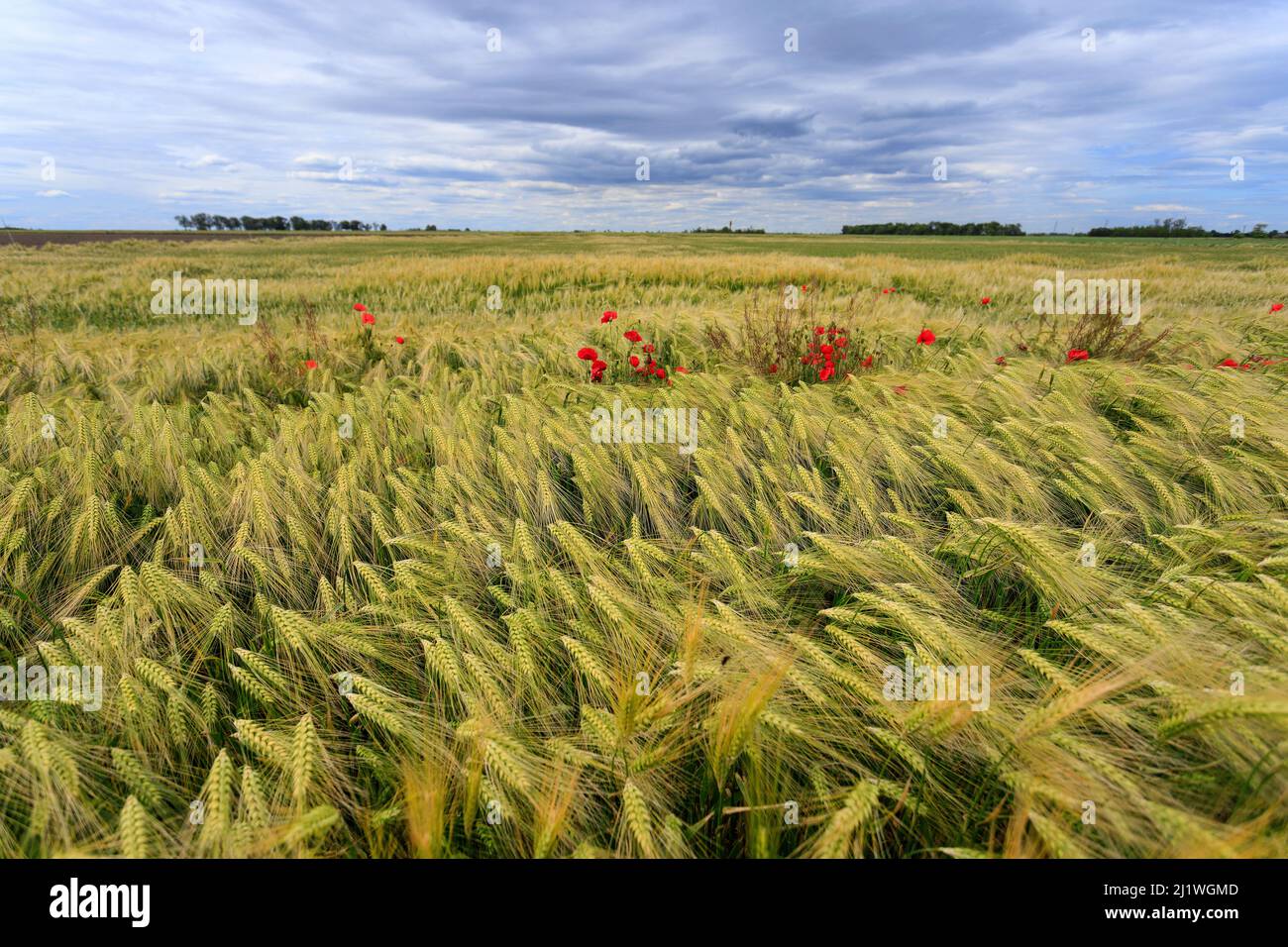 Wild poppies in a field of wheat, against the background of the sky ...