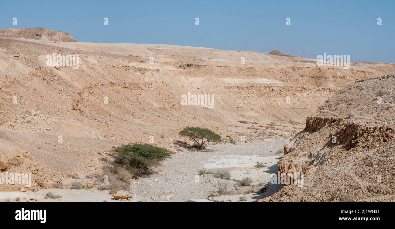Lone Acacia Tree in the Negev Desert Landscape Photographed at Wadi ...