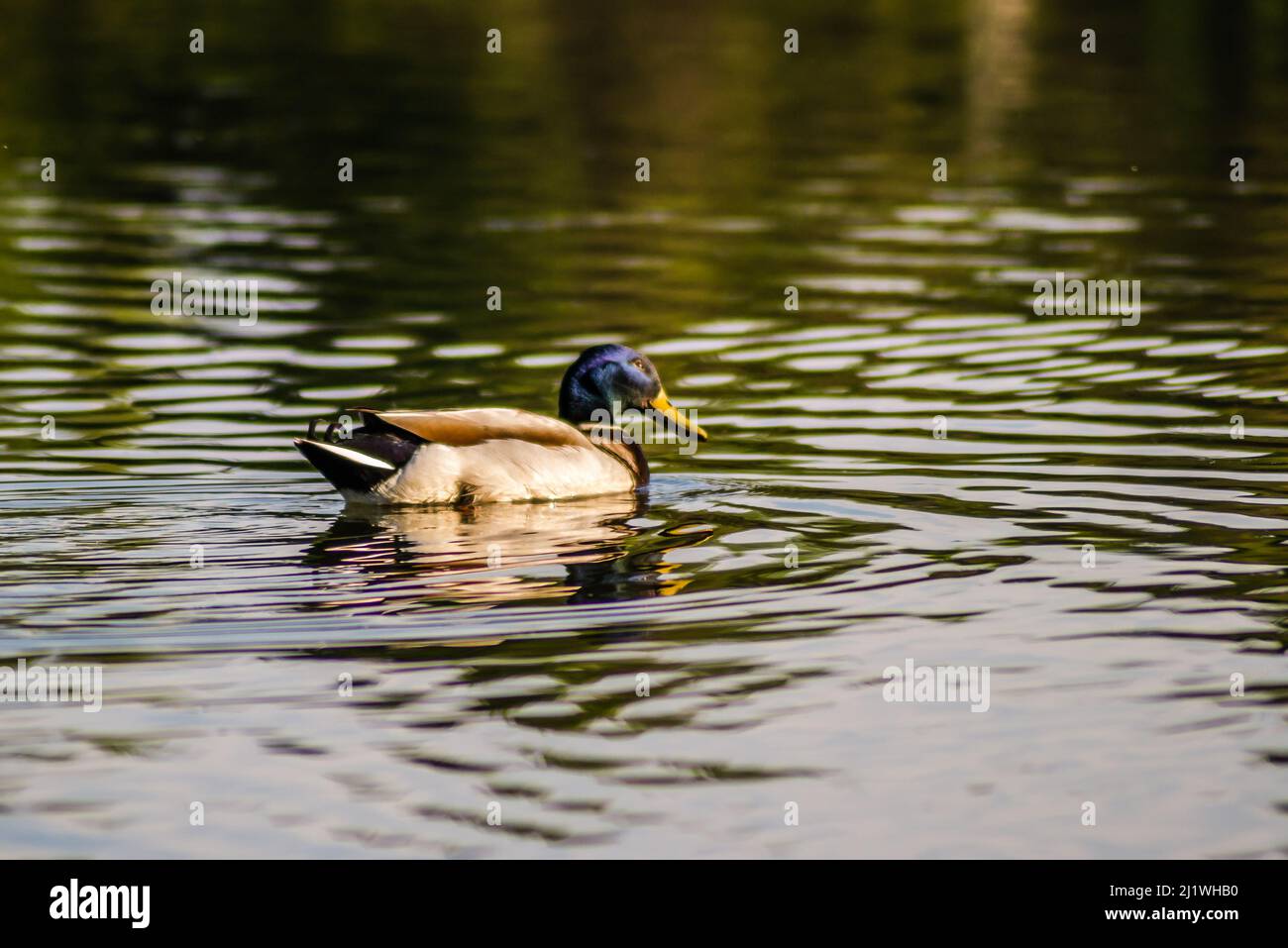 Water wild wildlife hi-res stock photography and images - Alamy