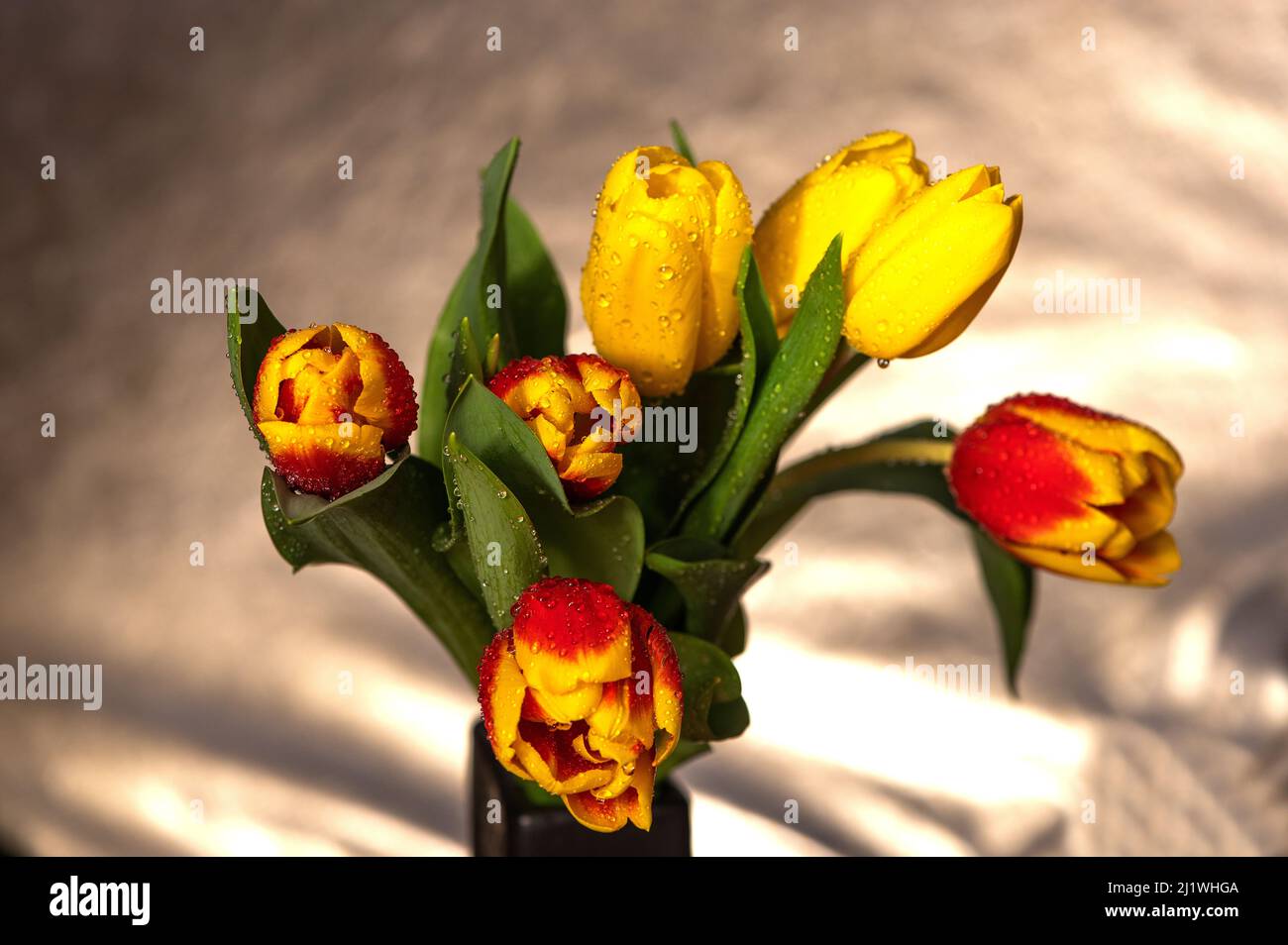 yellow-red tulips with water drops on a light studio background Stock ...