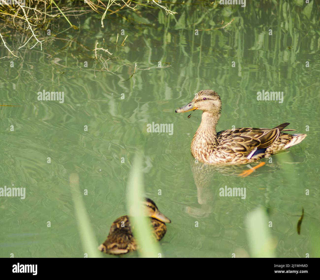 Young duck with ducklings, on a sunny day, on the water of the Danube ...