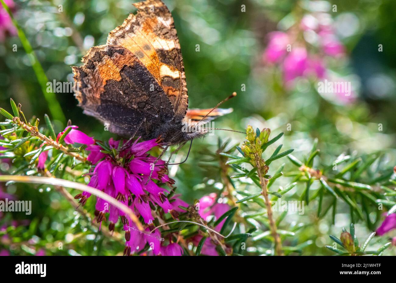 Heather food plant hi-res stock photography and images - Alamy