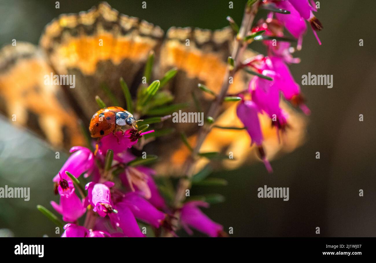 Heather food plant hi-res stock photography and images - Alamy