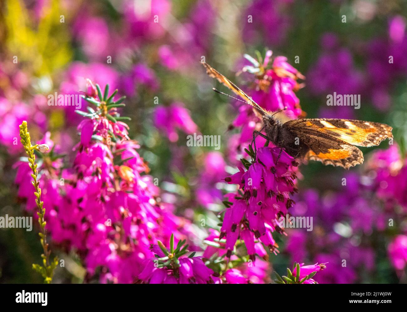 Small Tortoiseshell, Aglais urticae feeding off the heather flower ...