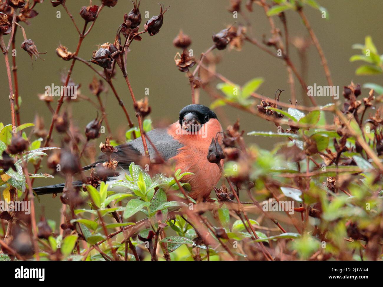 Flying bullfinch uk hi-res stock photography and images - Alamy