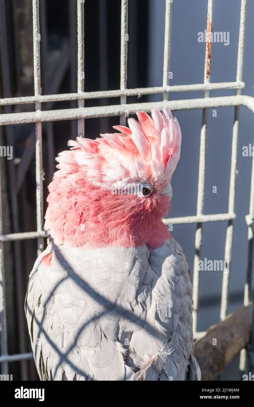 Exotic Rosa Kakadu-Galah, an Australian captive parrot Stock Photo - Alamy