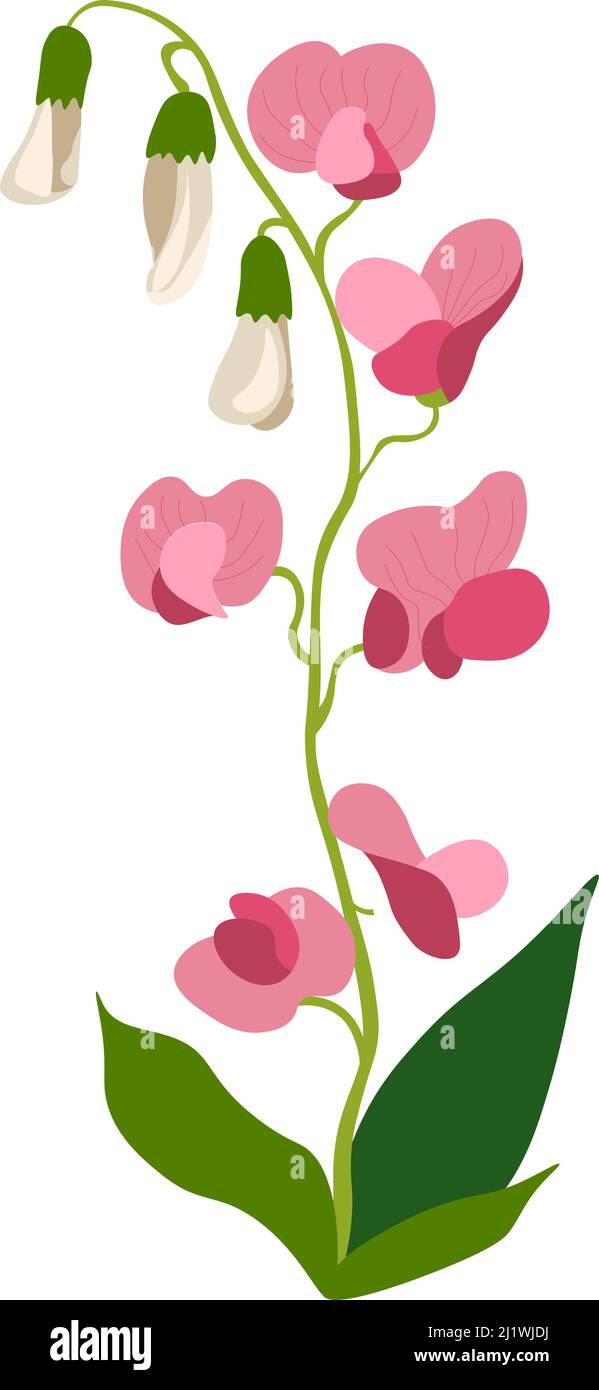Sweet pea flower in blossom, blooming flora vector Stock Vector Image ...