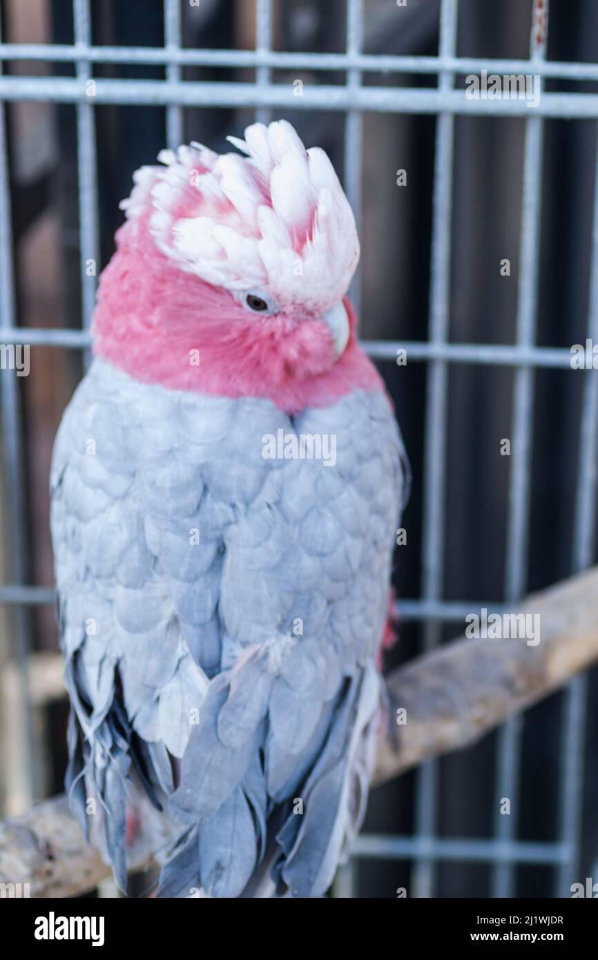 Exotic Rosa Kakadu-Galah, an Australian captive parrot Stock Photo - Alamy