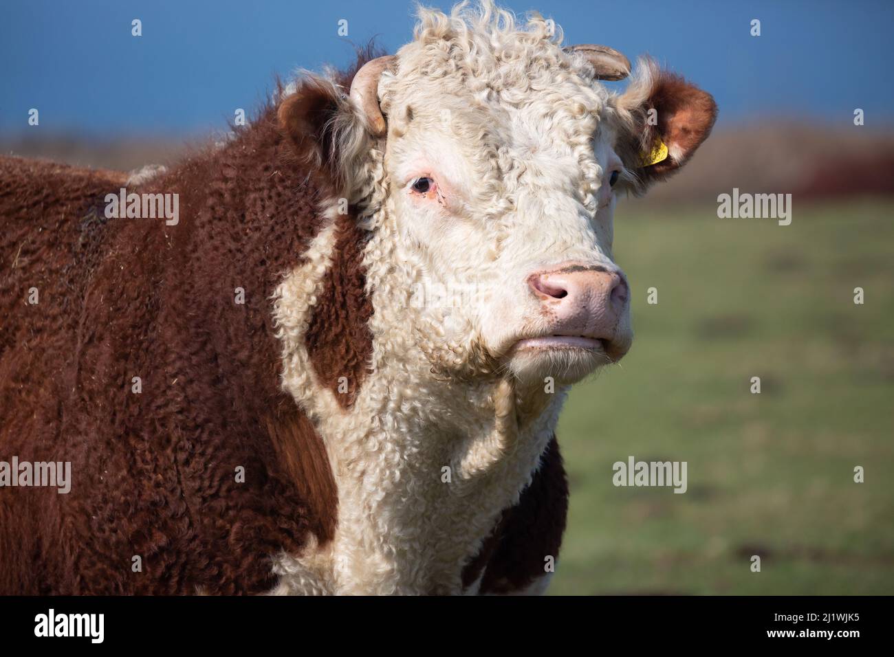 Close up of a Bull standing in a field on a glorious sunny day in ...