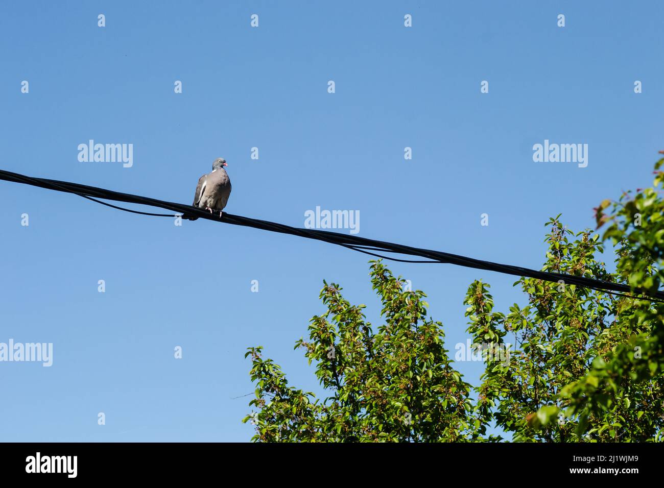 Dove on a wire hi-res stock photography and images - Alamy