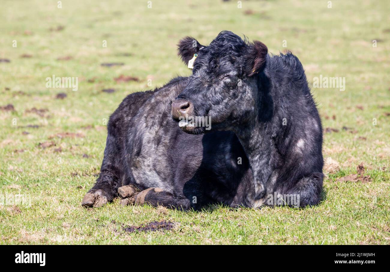 Cow laying down in a field on a glorious sunny day in Pendeen, Cornwall ...
