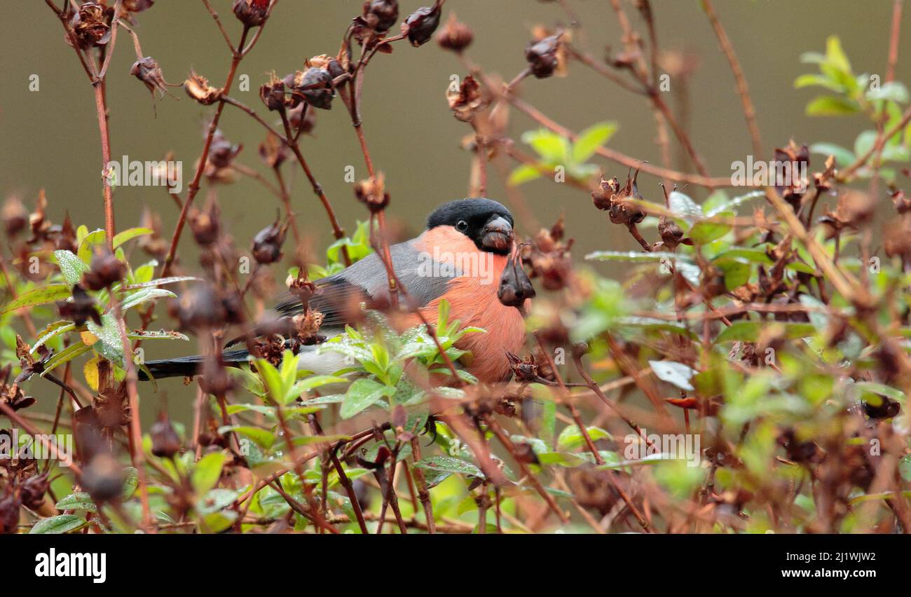 Bullfinch flying uk hi-res stock photography and images - Alamy
