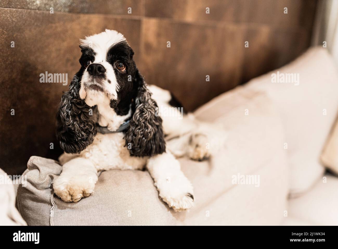puppy pet inside house lying on the sofa. Black and white Cocker ...