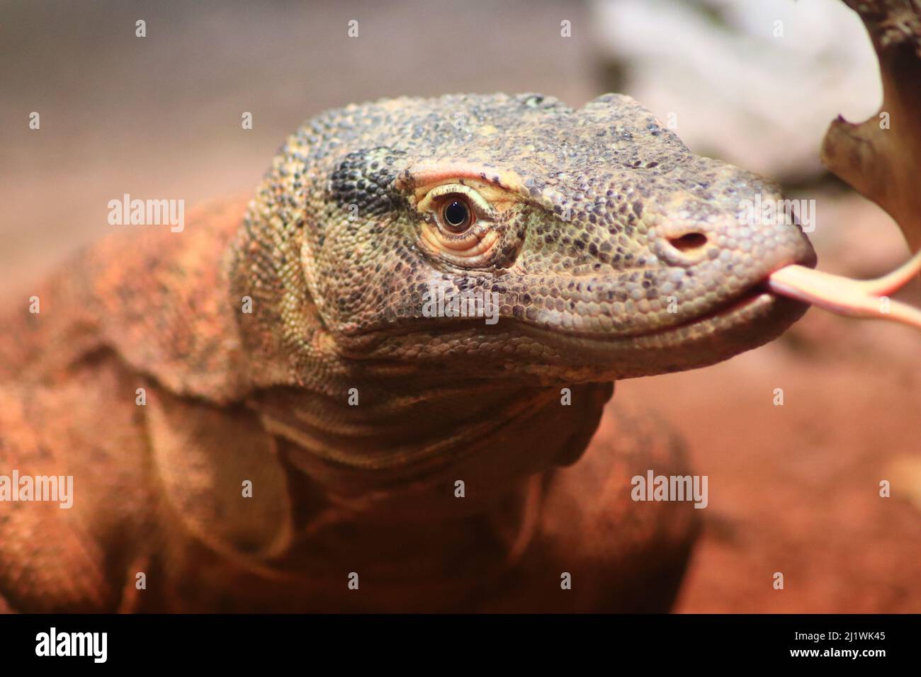 A closeup portrait shot of a monitor lizard with its tongue out over a ...