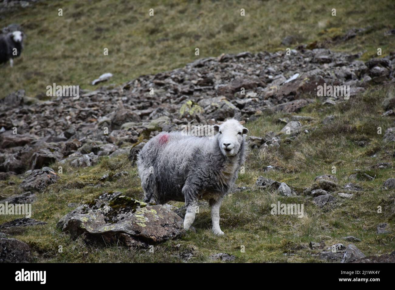 Tall rock hill with shaggy sheep grazing among the rocks Stock Photo ...