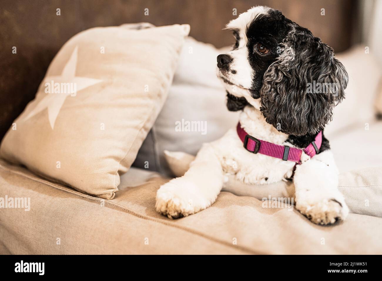 puppy pet inside house lying on the sofa. Black and white Cocker ...