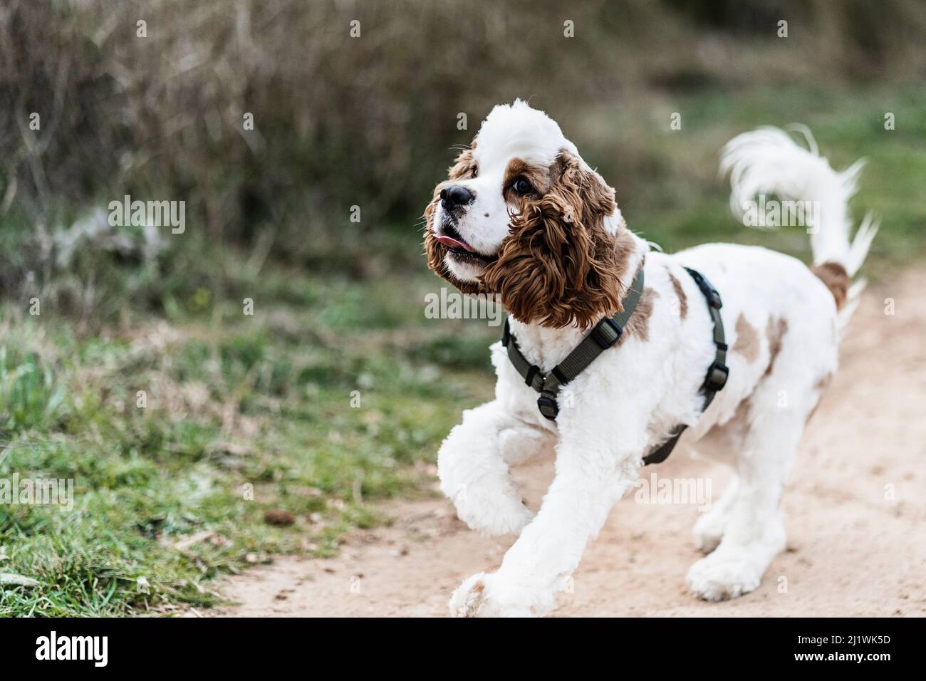 Brown cocker spaniel hi-res stock photography and images - Alamy