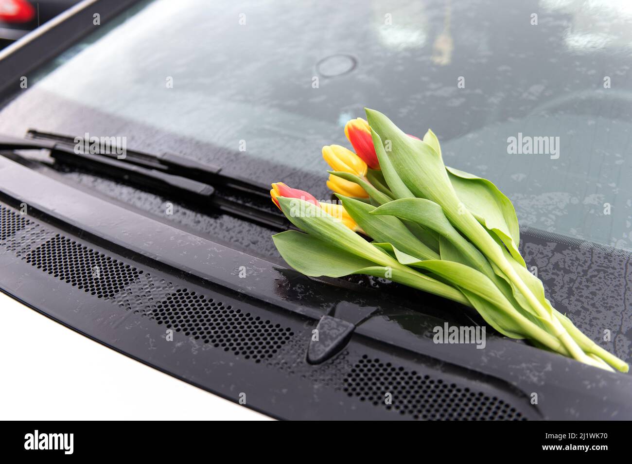 red yellow tulips in rain on windshield of car as a gift and ...