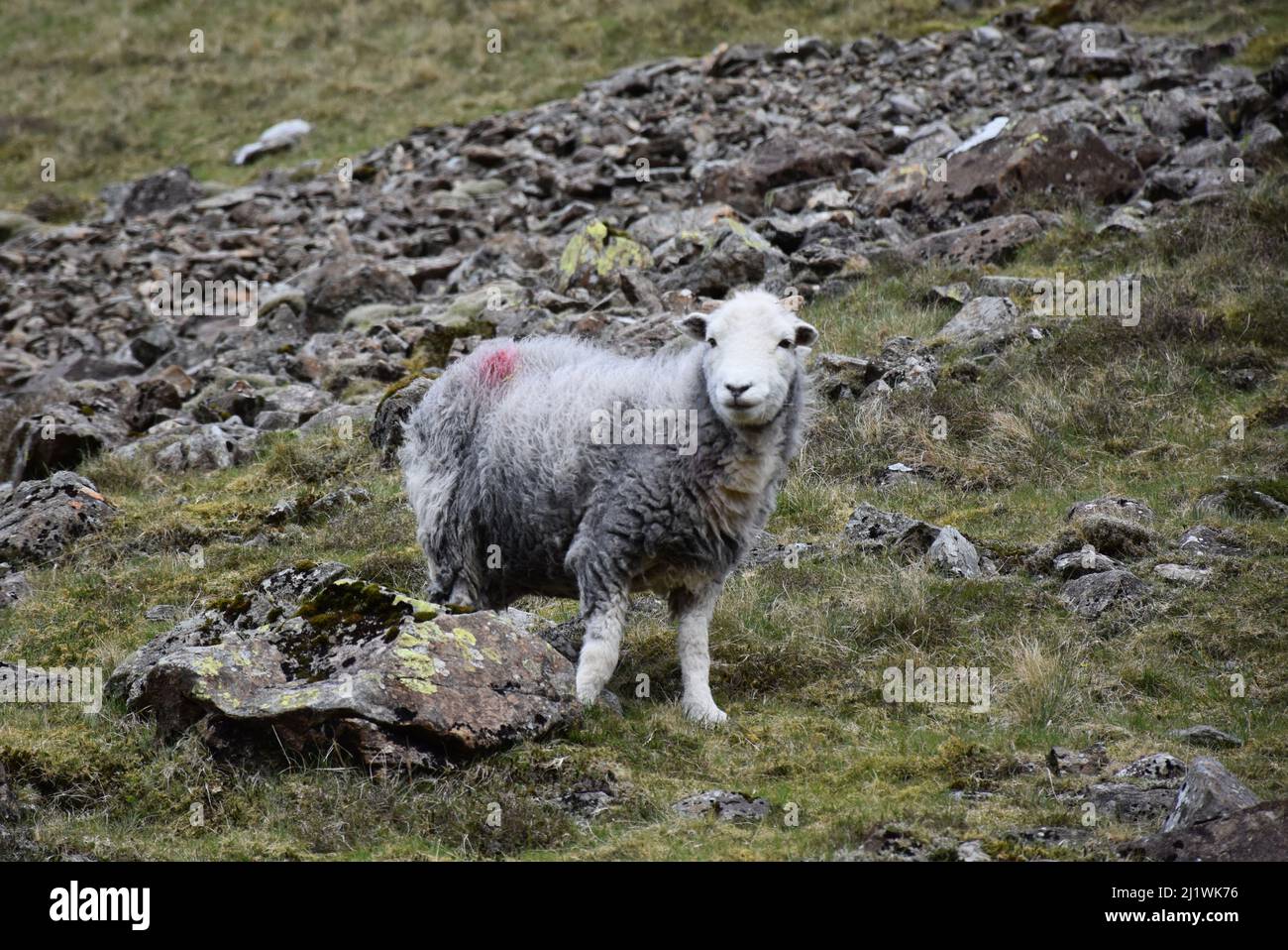 Shaggy white and gray sheep standing on a rugged hill Stock Photo - Alamy