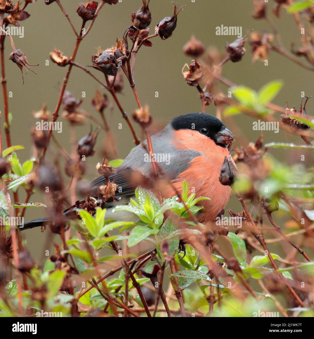 Flying bullfinch uk hi-res stock photography and images - Alamy