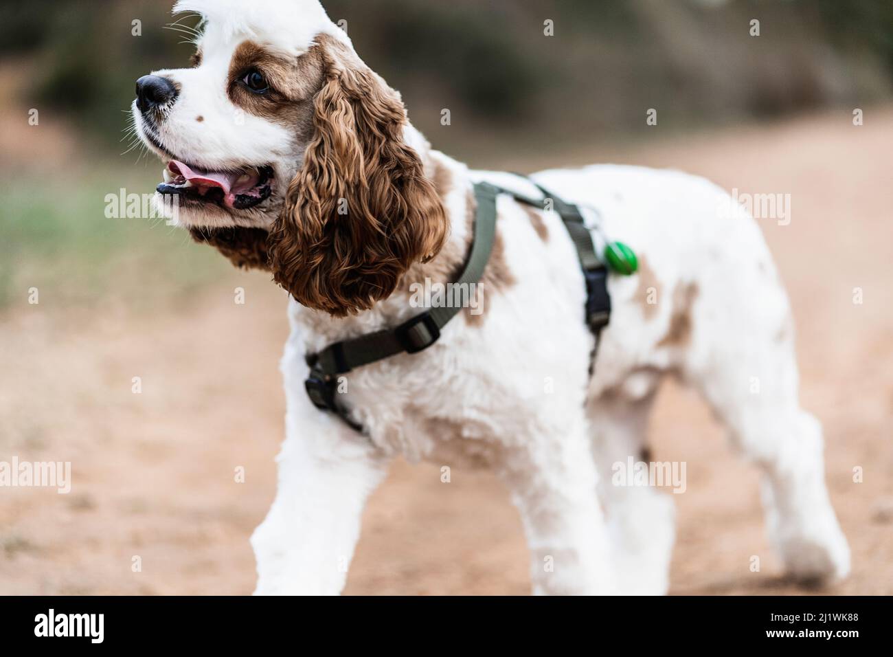 Brown cocker spaniel hi-res stock photography and images - Alamy