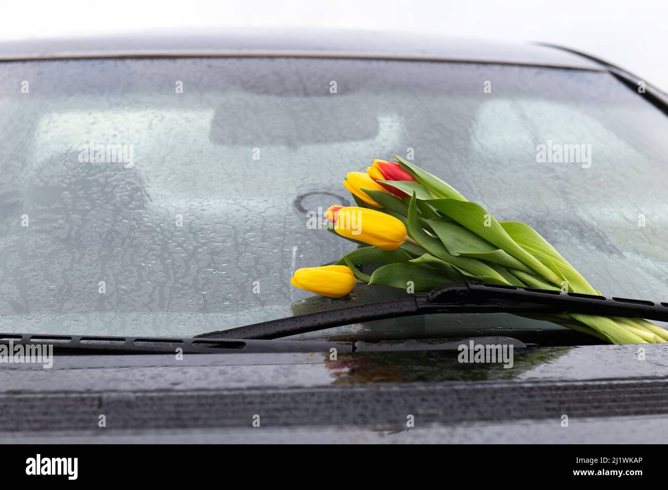 red yellow tulips in rain on windshield of car as a gift and ...