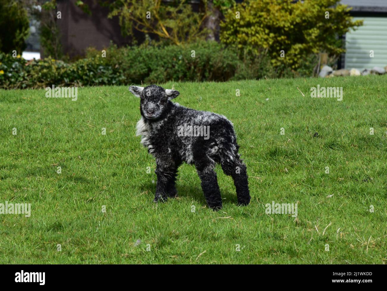 Grass field with an adorable black and grey lamb Stock Photo - Alamy