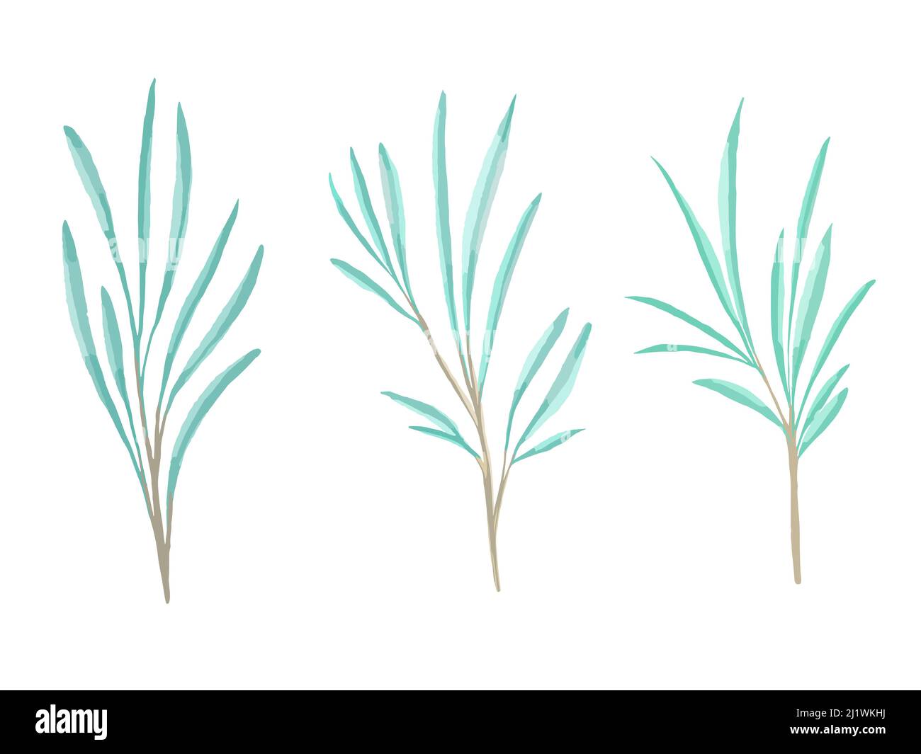 Vector set of watercolor sprigs of round-leaved green eucalyptus Stock ...