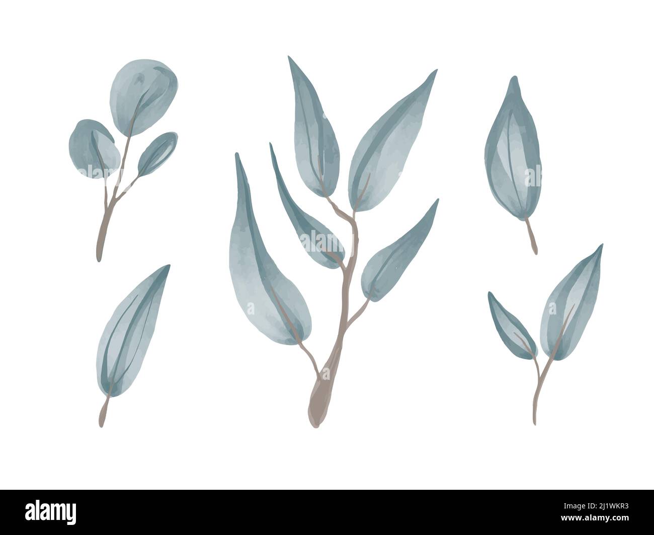 Vector set of watercolor sprigs of silver holly eucalyptus Stock Vector ...