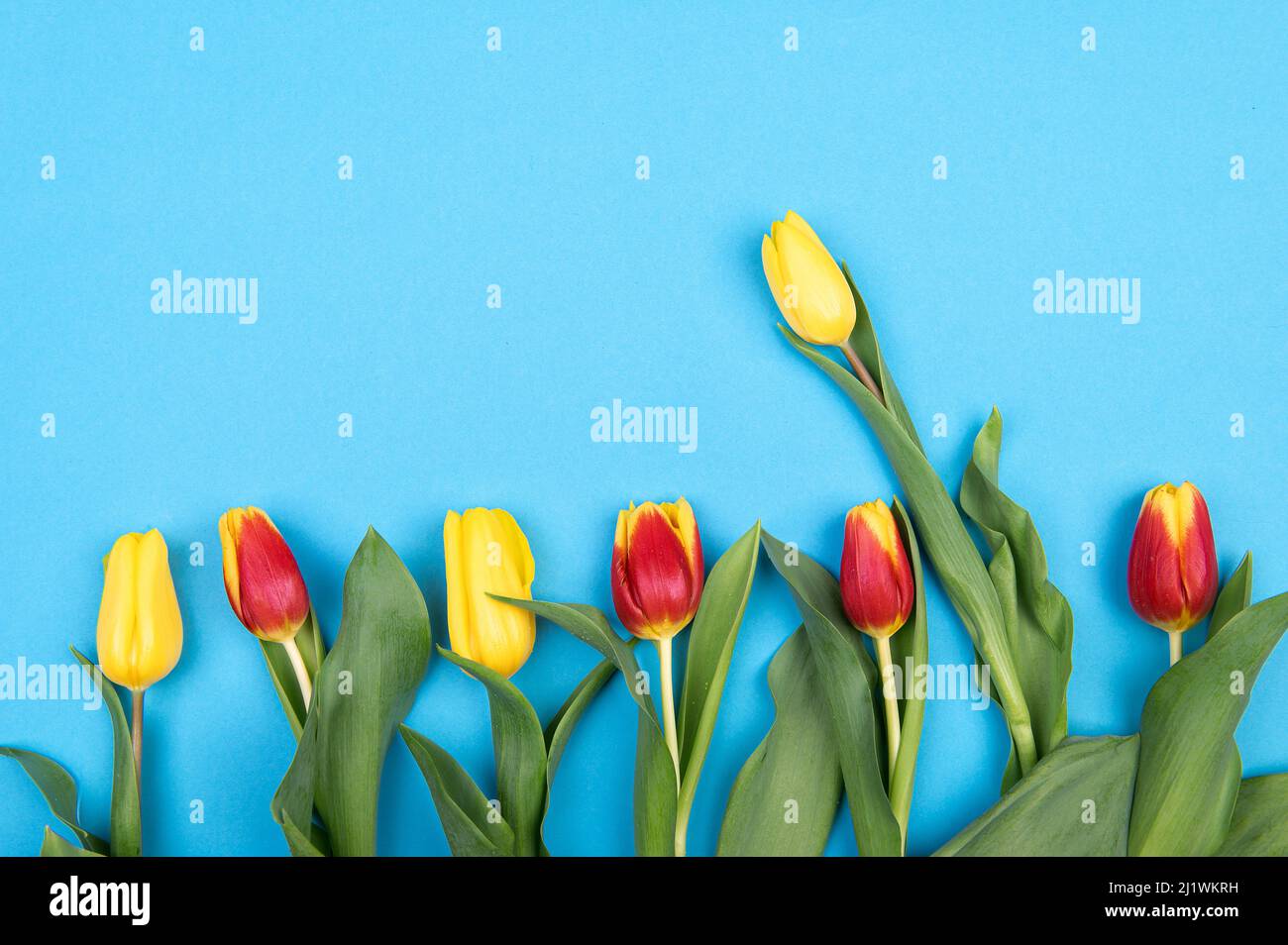 Colorful tulips spring flowers on blue background for Birthday, Easter ...
