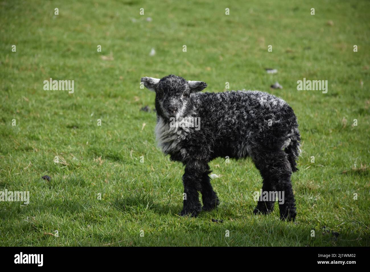 Springtime with an adorable gray and black lamb Stock Photo - Alamy