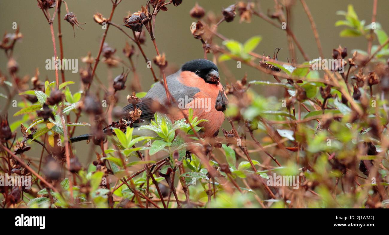 Flying bullfinch uk hi-res stock photography and images - Alamy