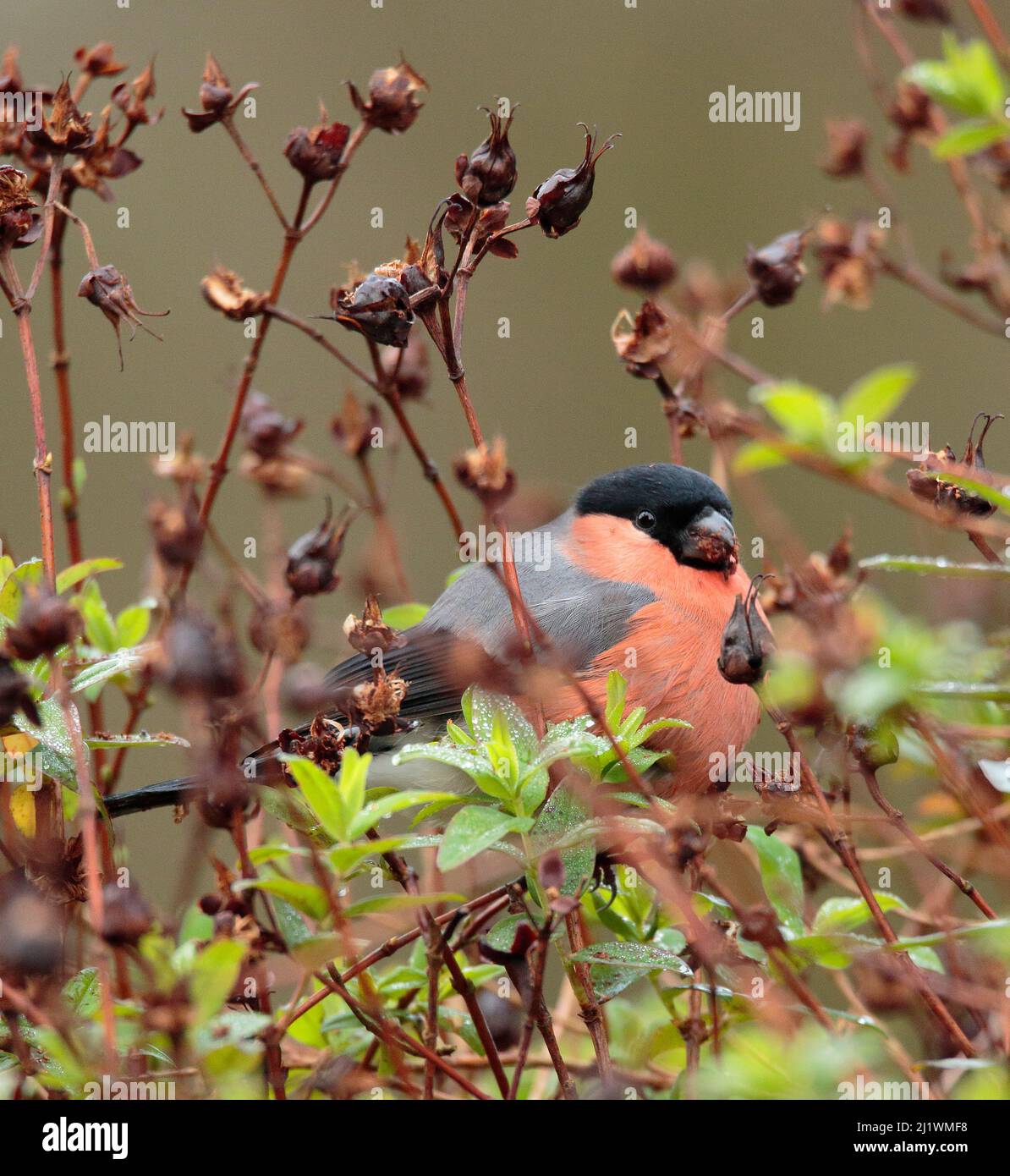 Flying bullfinch uk hi-res stock photography and images - Alamy
