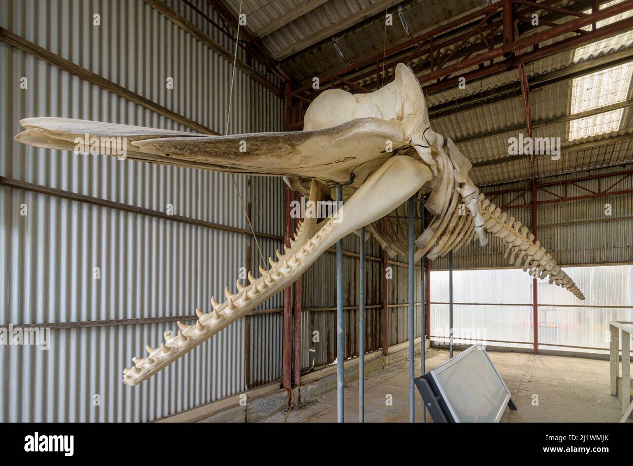 Sperm Whale Skeleton Diagram