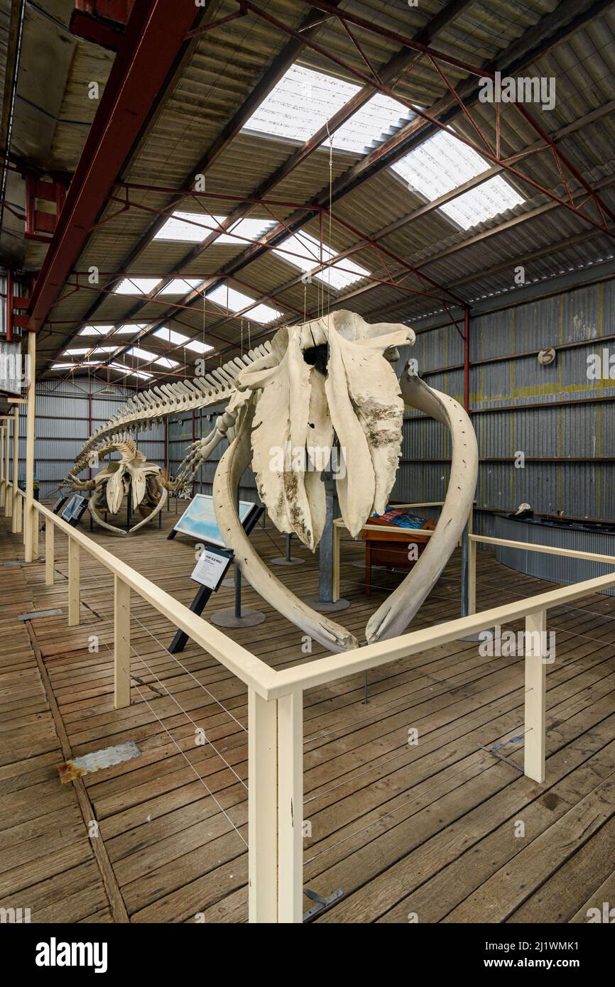 Pygmy blue whale and Humpback whale skeletons exhibited at Albany's ...