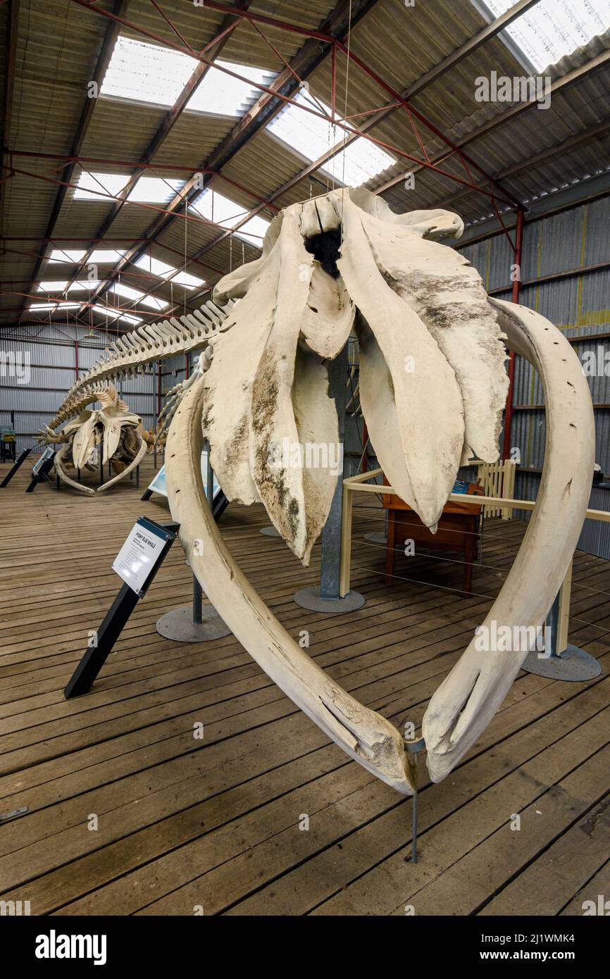 Pygmy blue whale and Humpback whale skeletons exhibited at Albany's ...