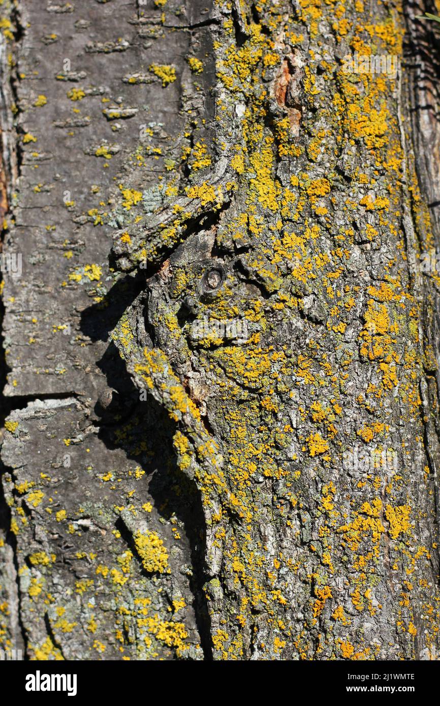 Green lichen growing on the trunk of a tree in the bright sun Stock ...