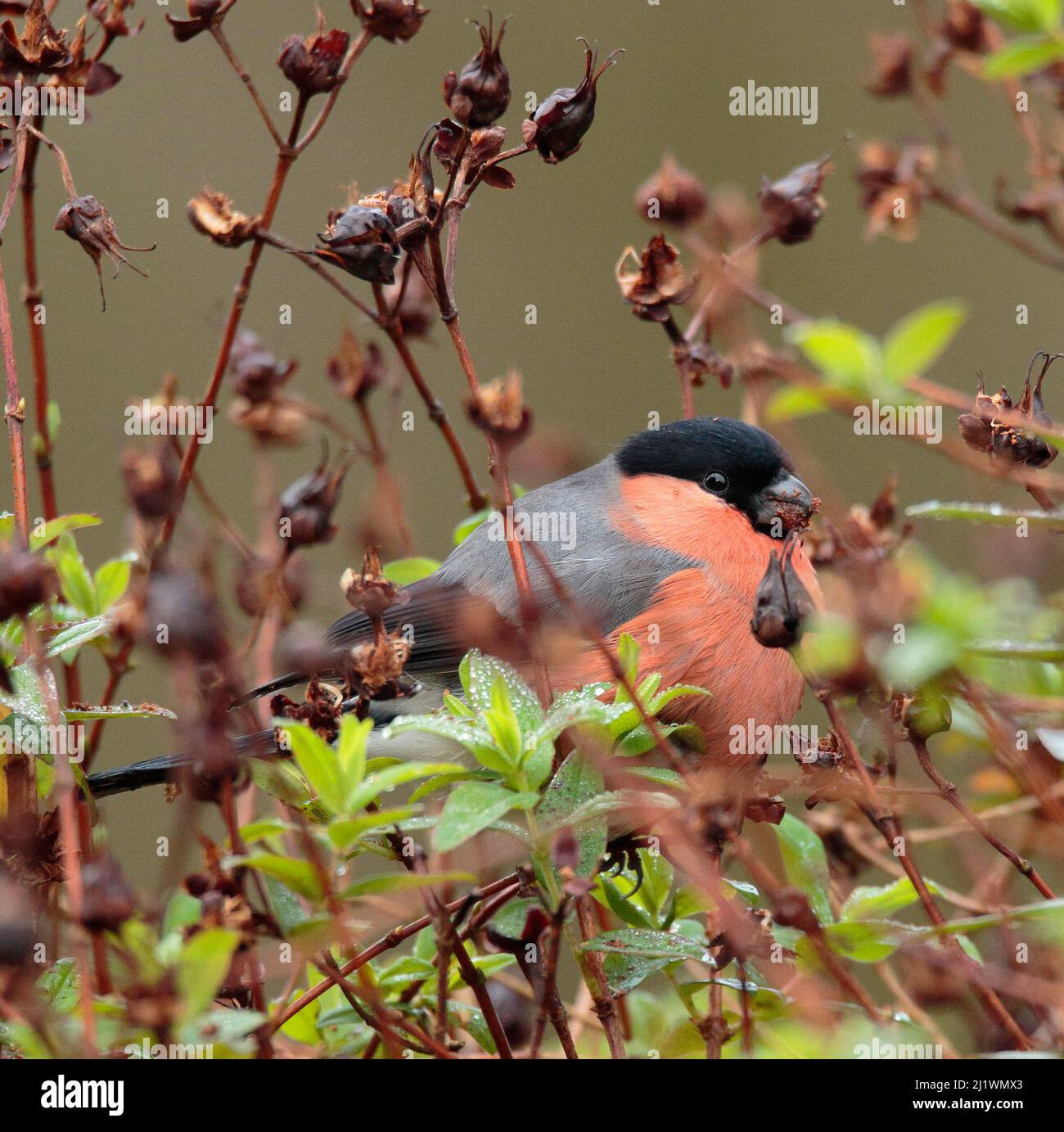 Resting bullfinch hi-res stock photography and images - Alamy